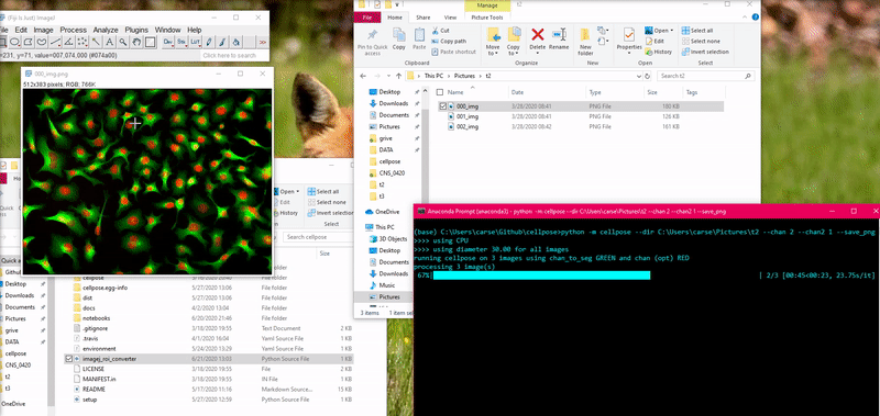Outputs — cellpose 3.1.1.1 documentation